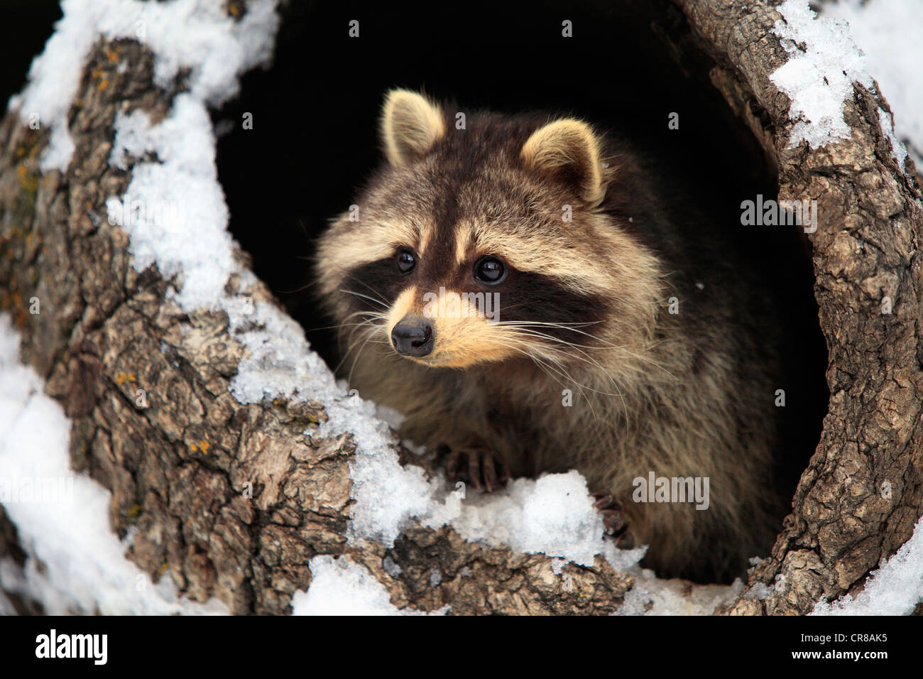 Raccoon (Procyon lotor), den, snow, winter, Montana, USA Stock Photo ...