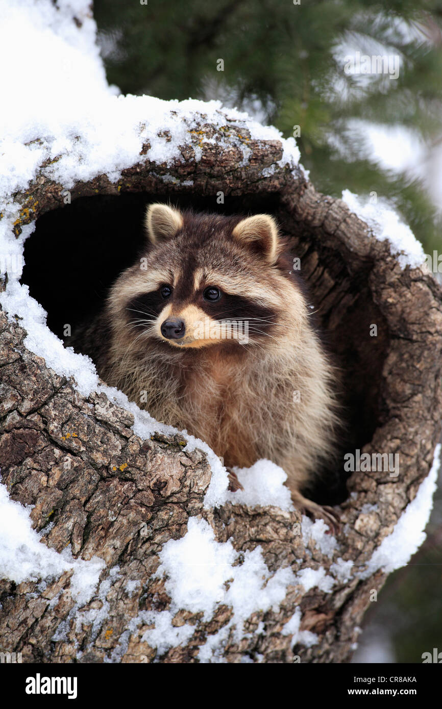 Raccoon (Procyon lotor), den, snow, winter, Montana, USA Stock Photo ...