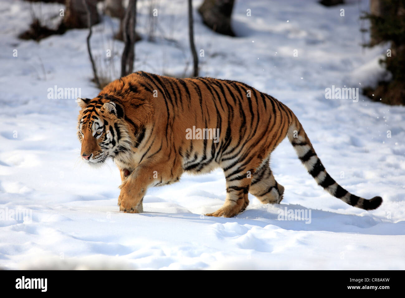 Siberian Tiger (Panthera tigris altaica), running, snow, winter, Asia Stock Photo - Alamy