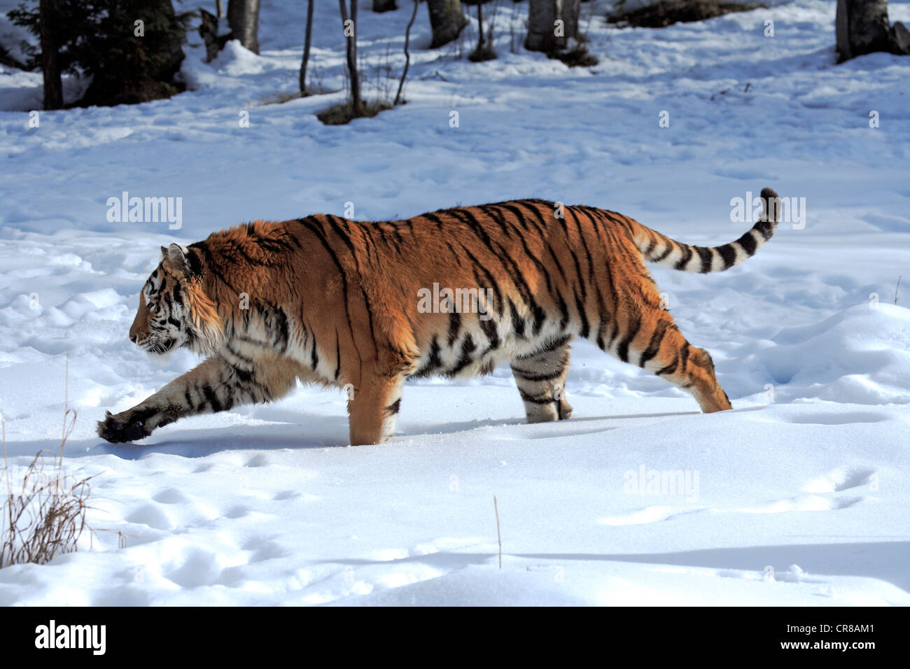 Panthera Tigris Acutidens