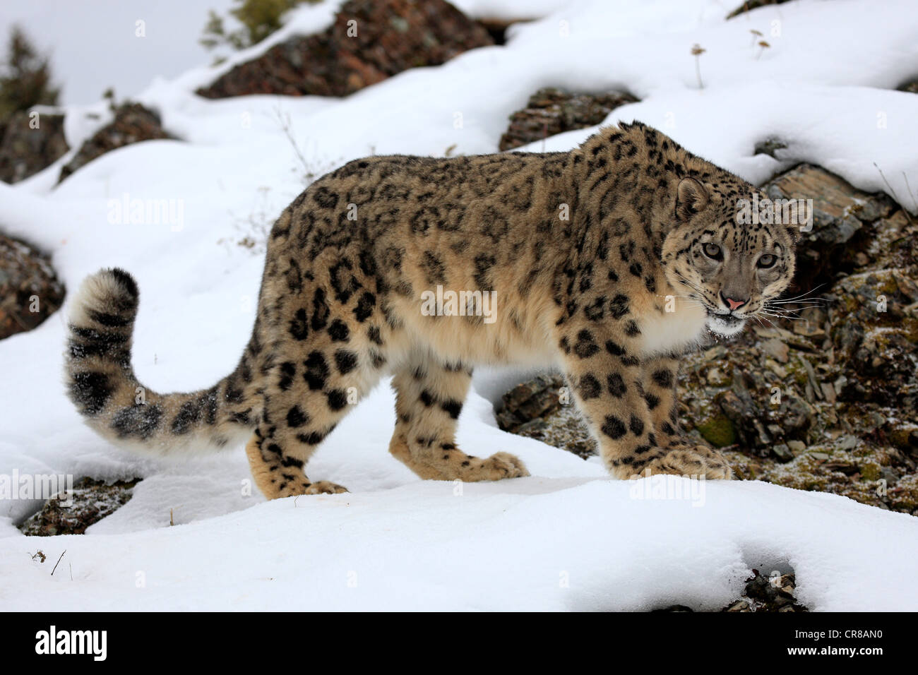Asian snow leopard hi-res stock photography and images - Alamy