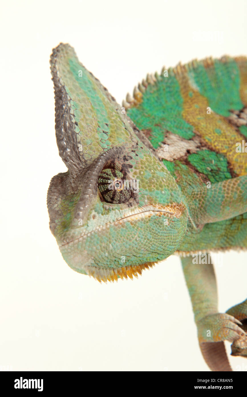 Female chameleon hi-res stock photography and images - Alamy