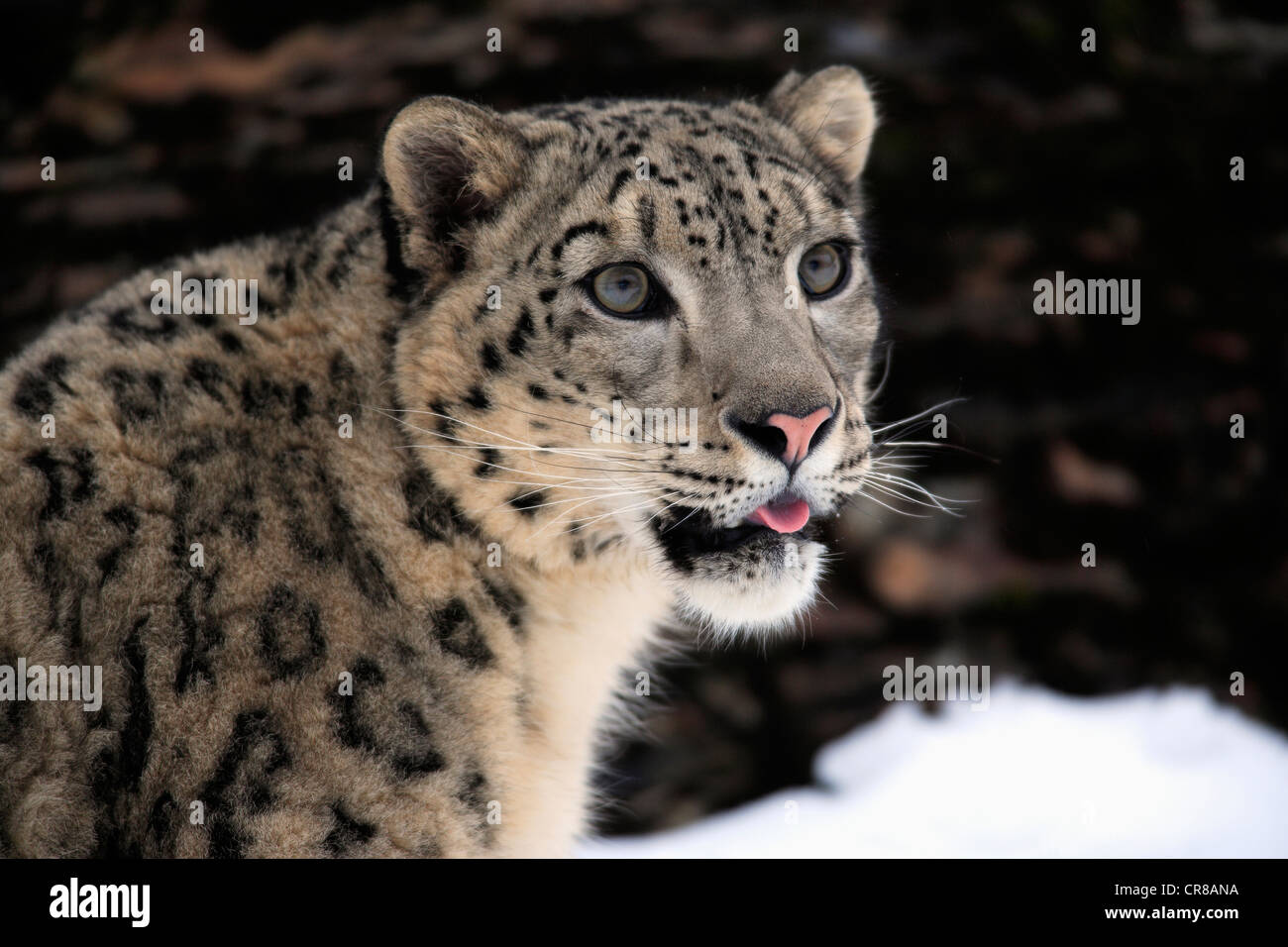 Snow leopard head photos hi-res stock photography and images - Alamy
