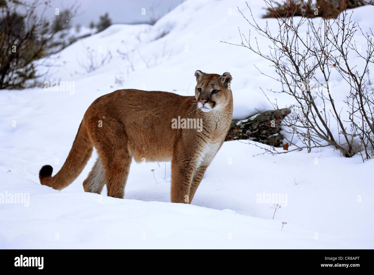 Cougar hi-res stock photography and images - Alamy