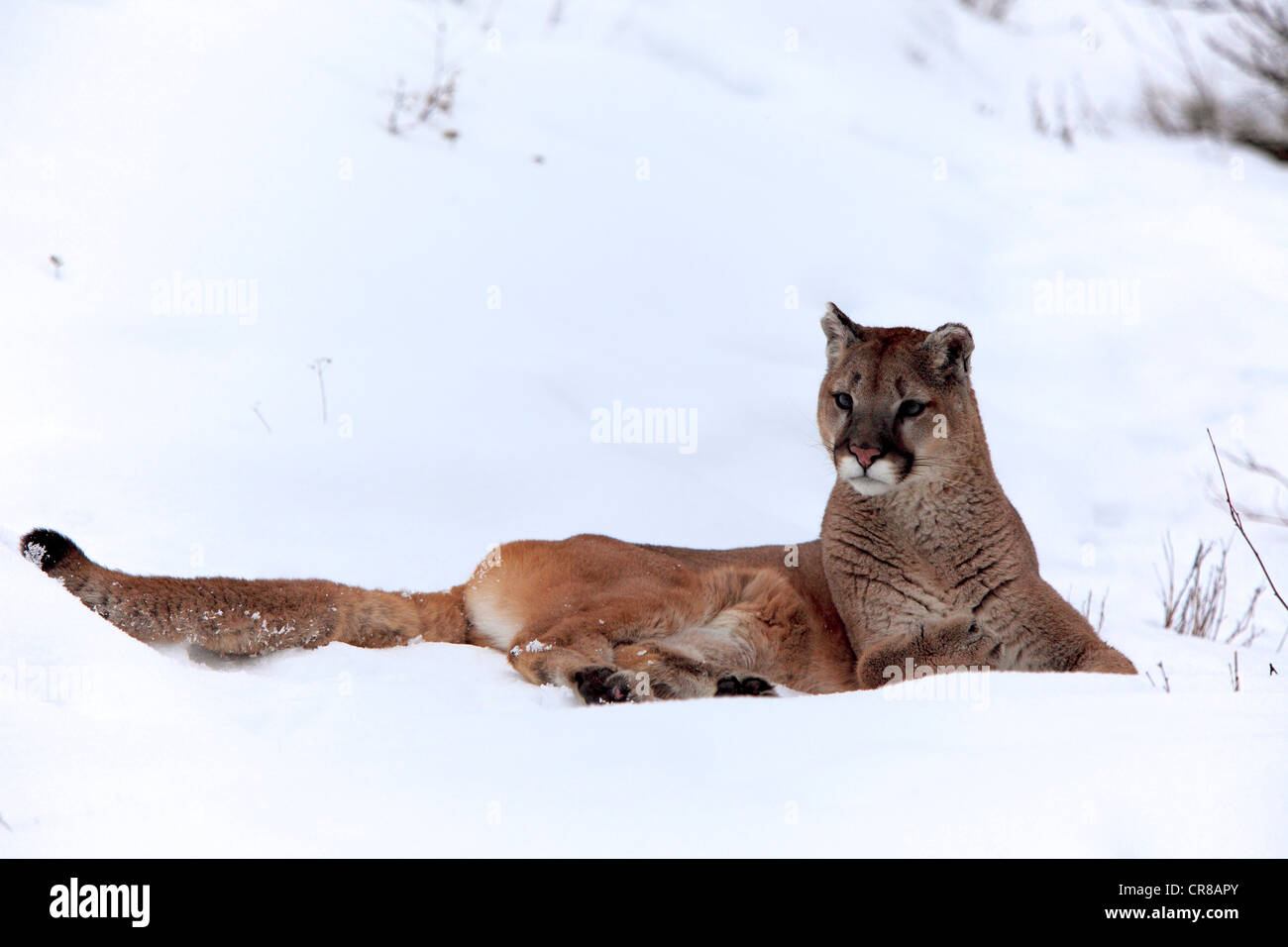 Puma puma concolor puma adult hi-res stock photography and images - Alamy