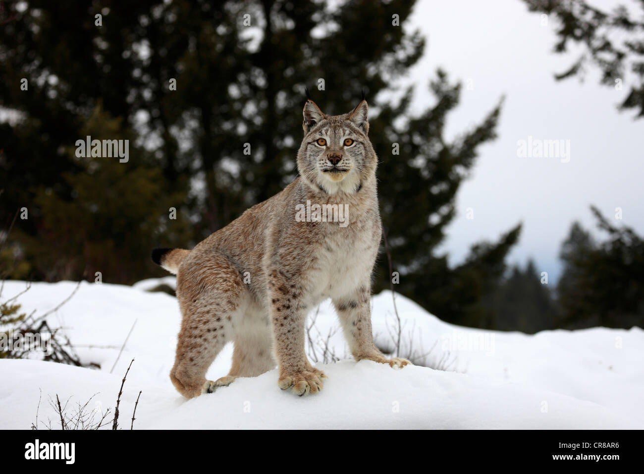 Eurasian Lynx (Lynx lynx), adult, foraging in the snow, winter, Montana ...