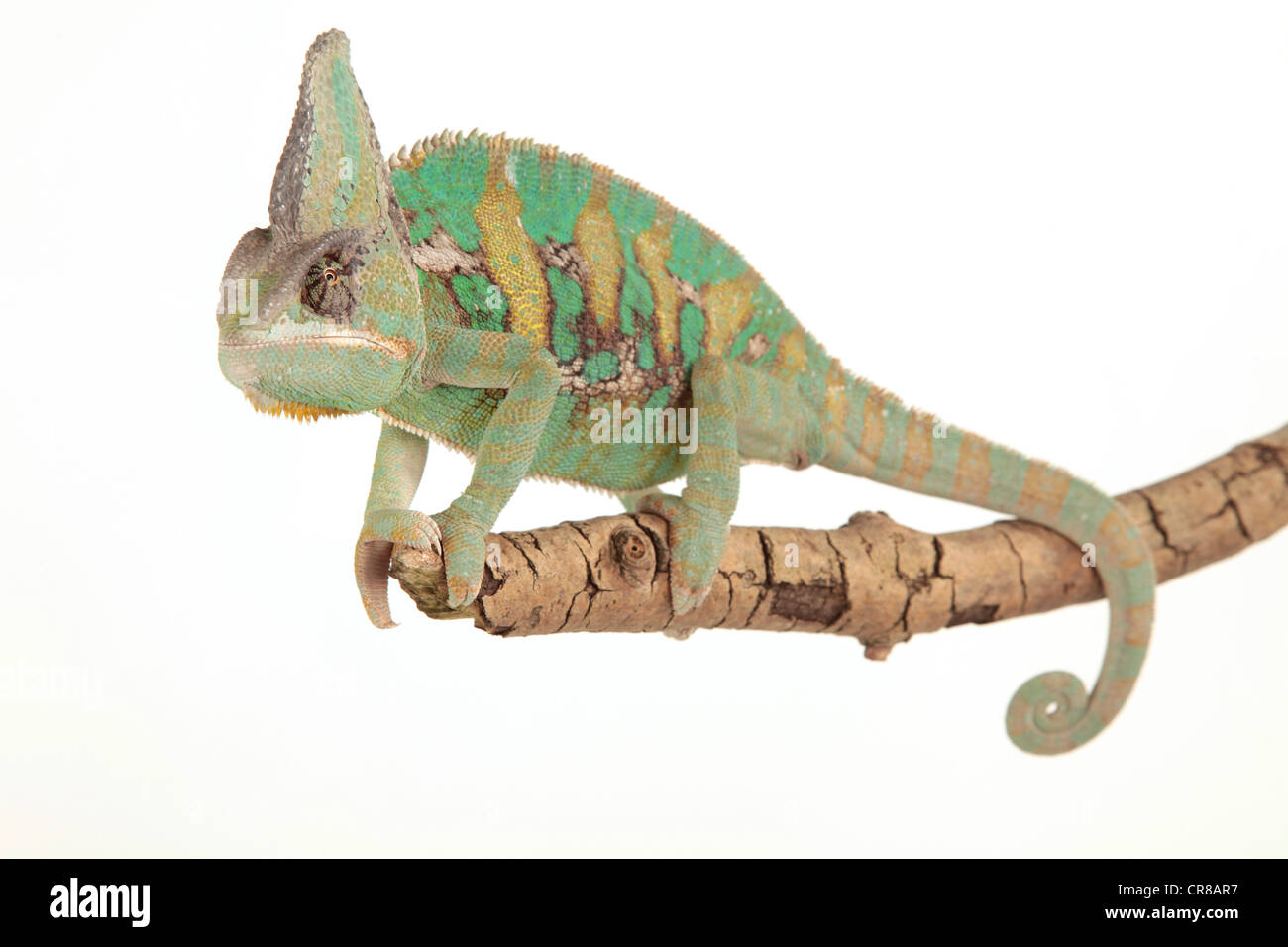 Chamaeleonidae green eyes eye branch claw claws feet hi-res stock ...