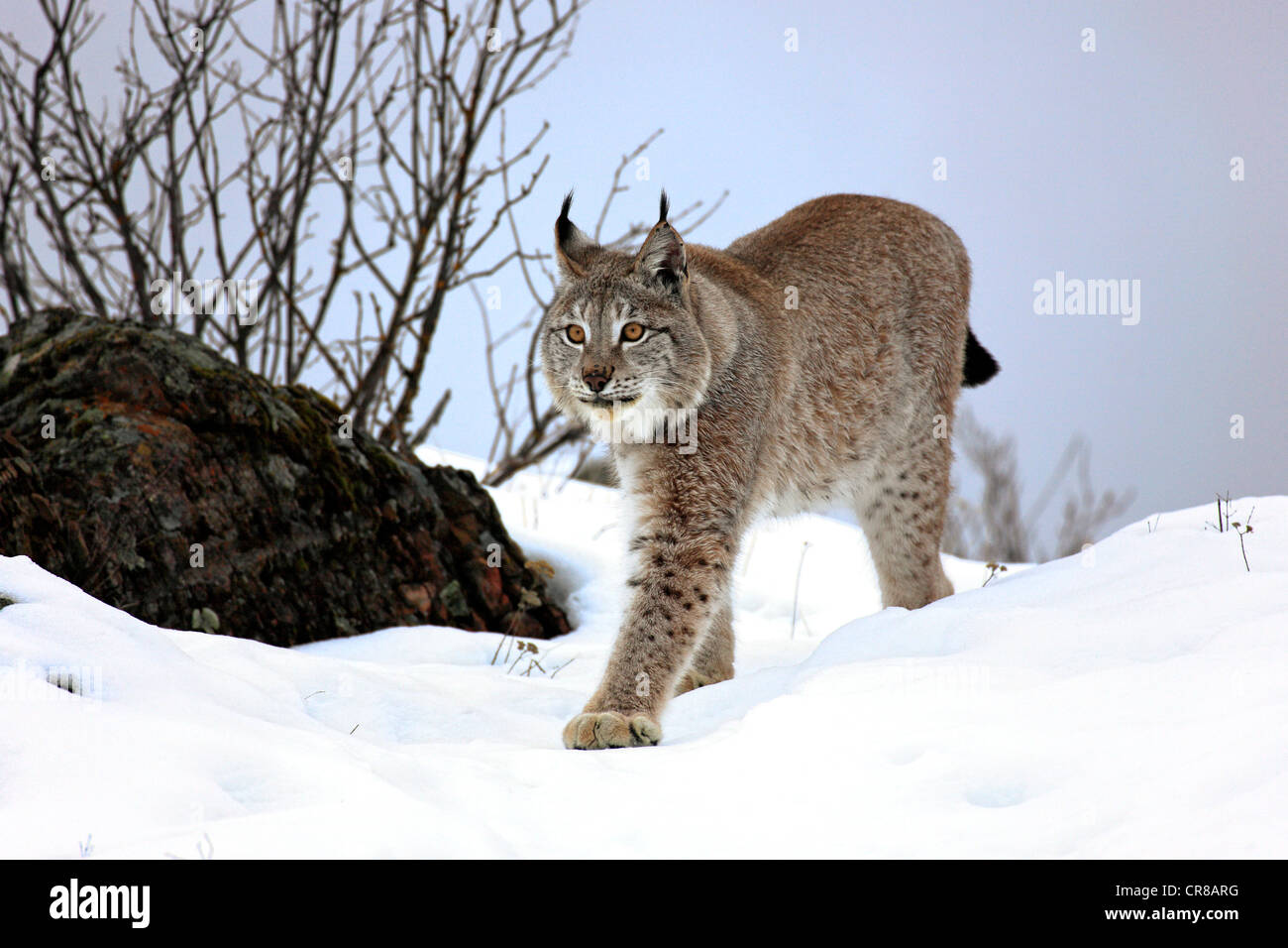 Eurasian lynx (Lynx lynx), adult, foraging, snow, winter, Montana, USA ...