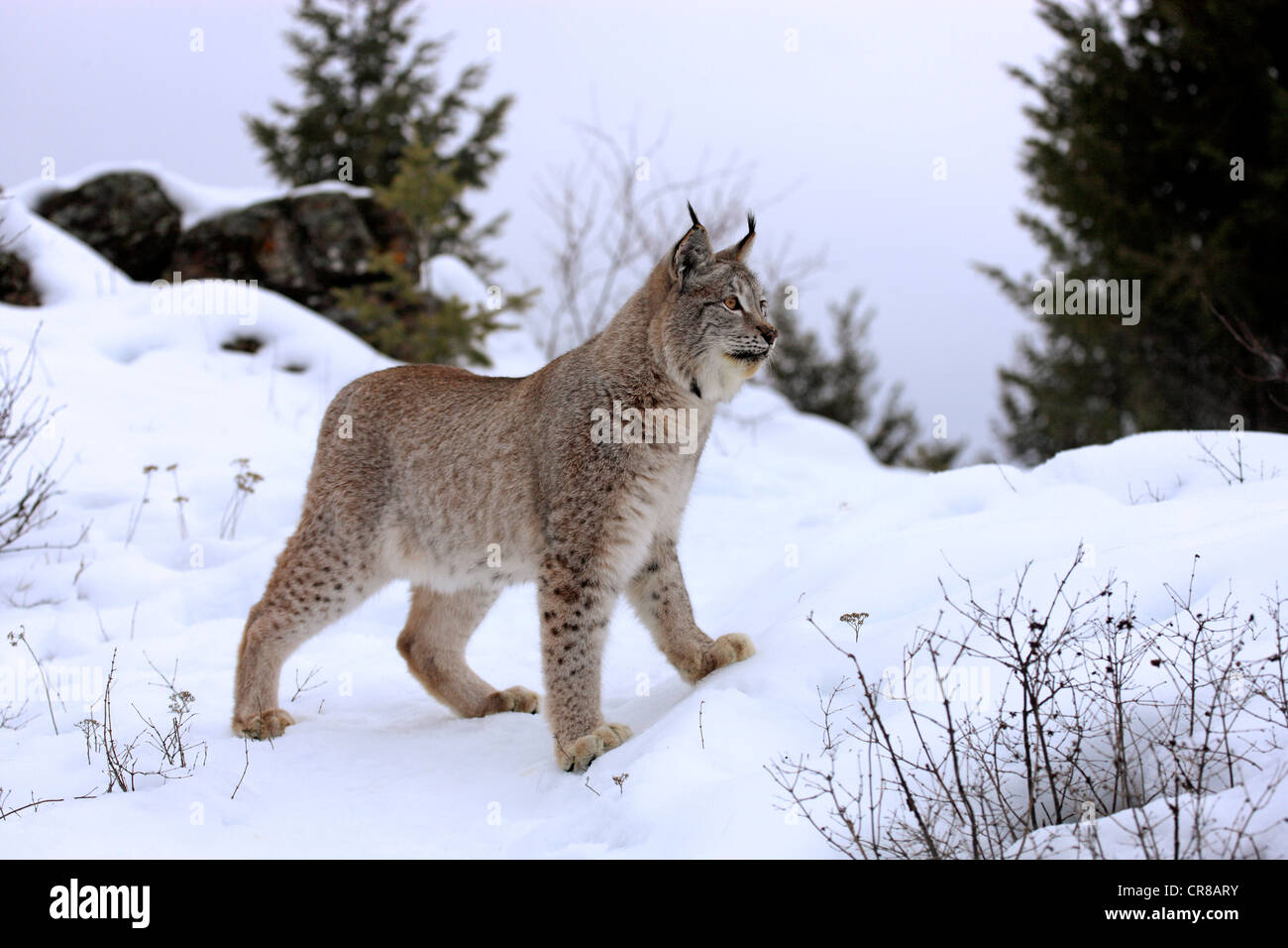 Eurasian lynx (Lynx lynx), adult, foraging, snow, winter, Montana, USA ...