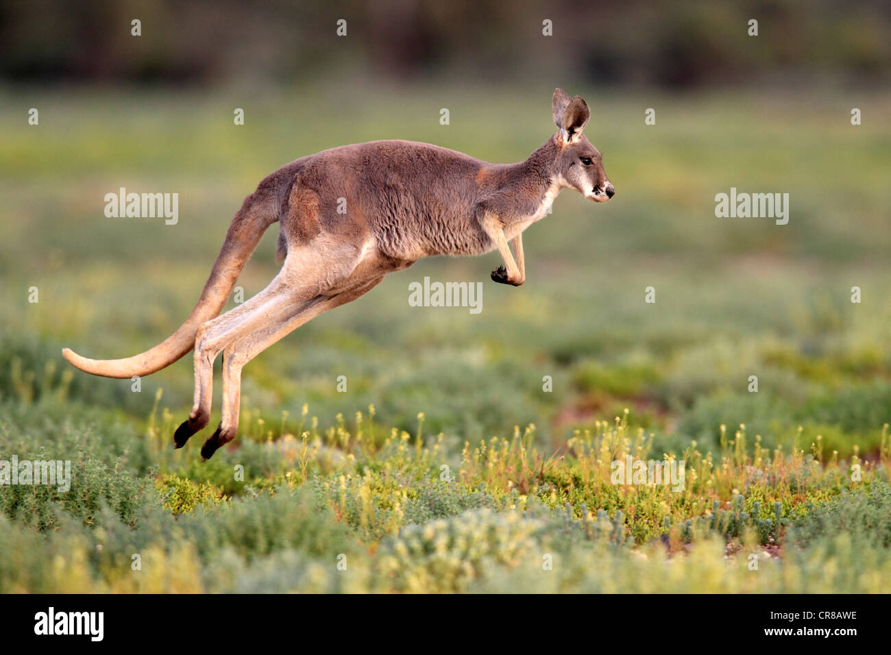 Red kangaroo jumping hi-res stock photography and images - Alamy