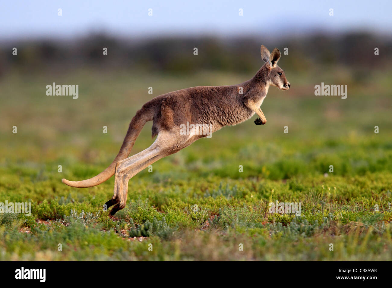 Adult red kangaroo macropus rufus hi-res stock photography and images ...