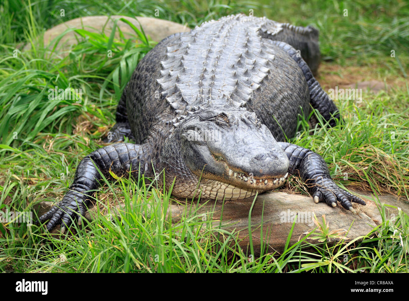 American Alligator (Alligator mississipiensis), USA Stock Photo - Alamy