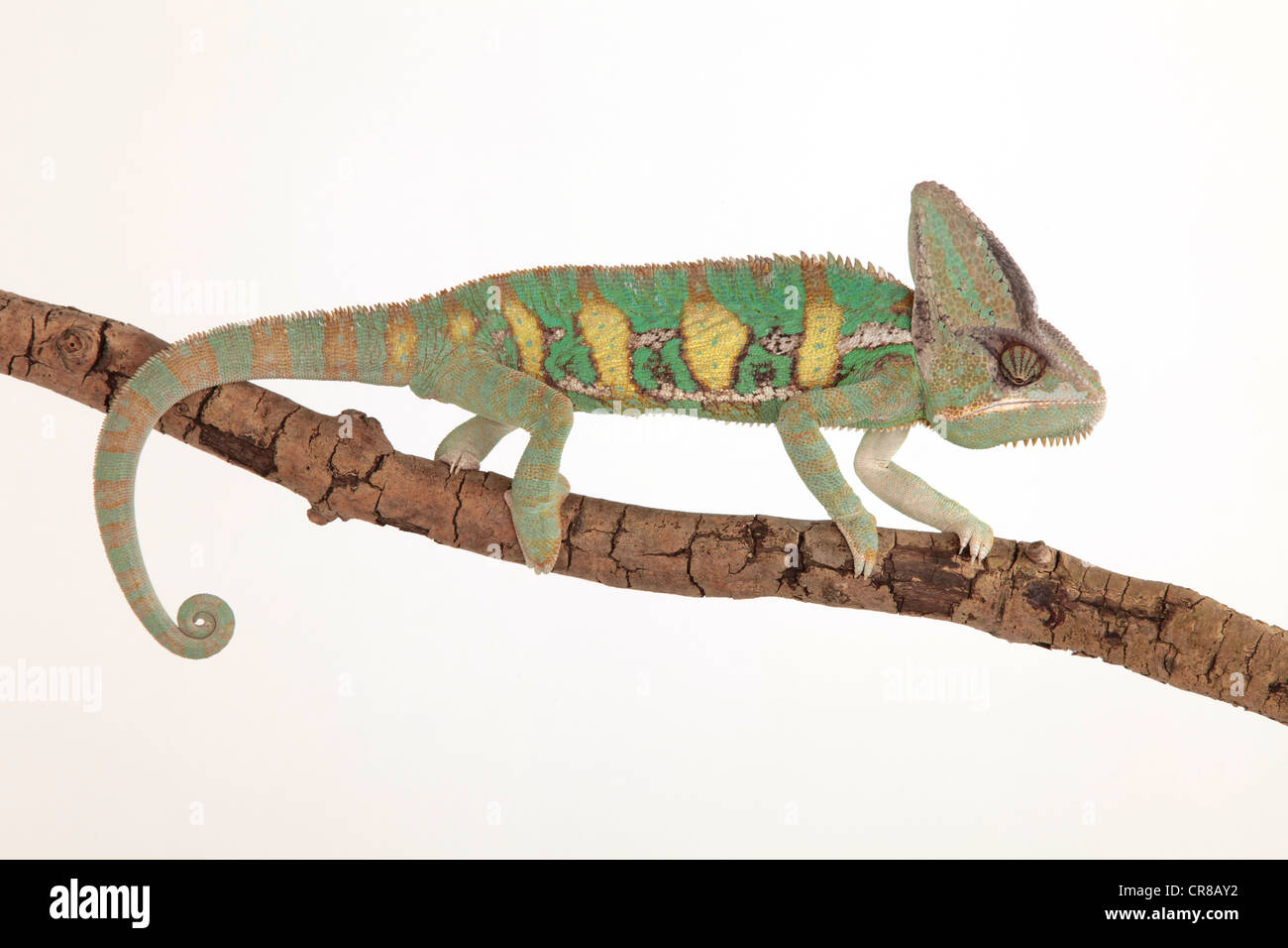 Female Chameleon from Yemeni on a branch Stock Photo - Alamy