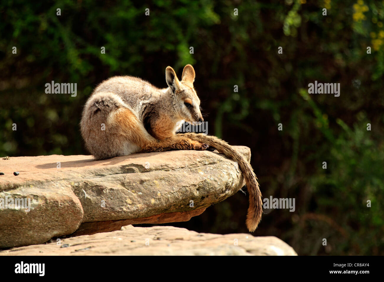 Yellow-footed Rock-wallaby (Petrogale xanthopus), resting on rocks ...
