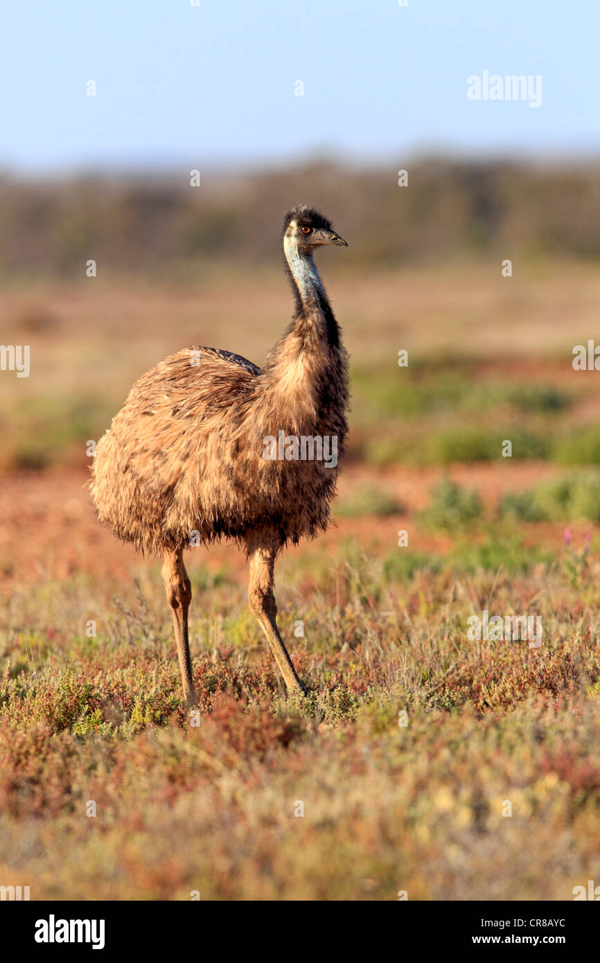 Emu High Resolution Stock Photography and Images - Alamy