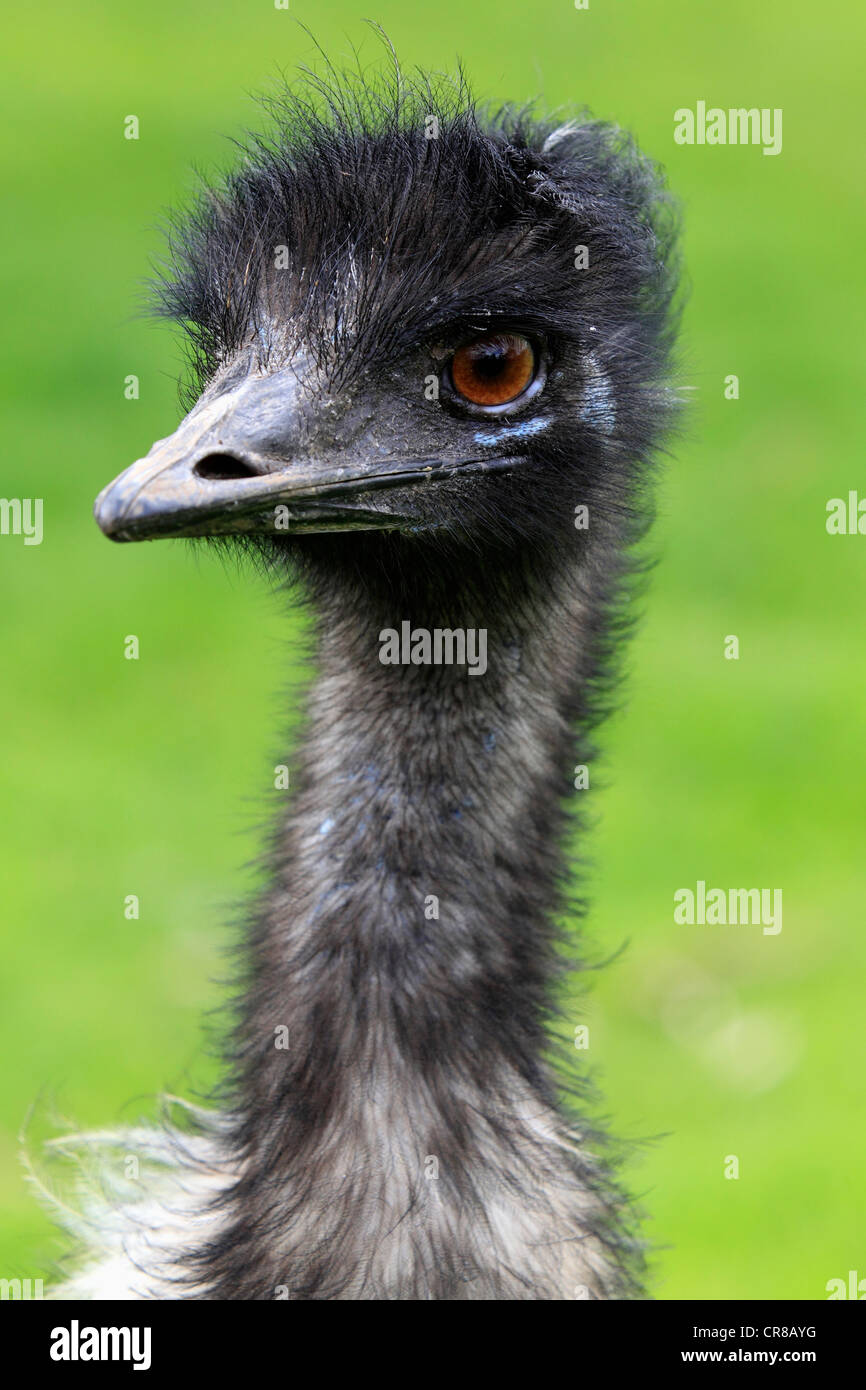 Emu head portrait hi-res stock photography and images - Alamy
