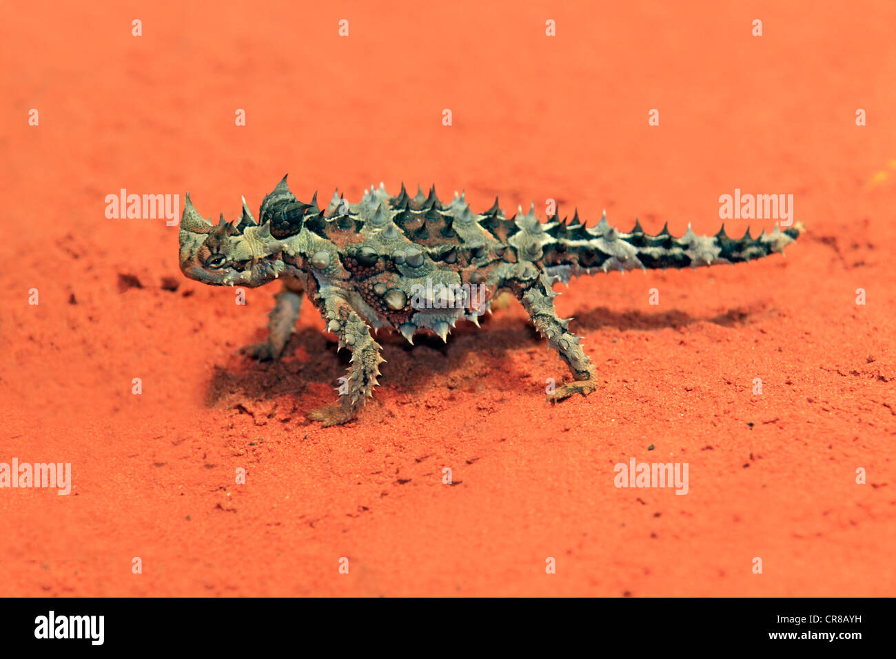 Thorny Devil, Thorny Dragon, Mountain Devil, Thorny Lizard (Moloch ...