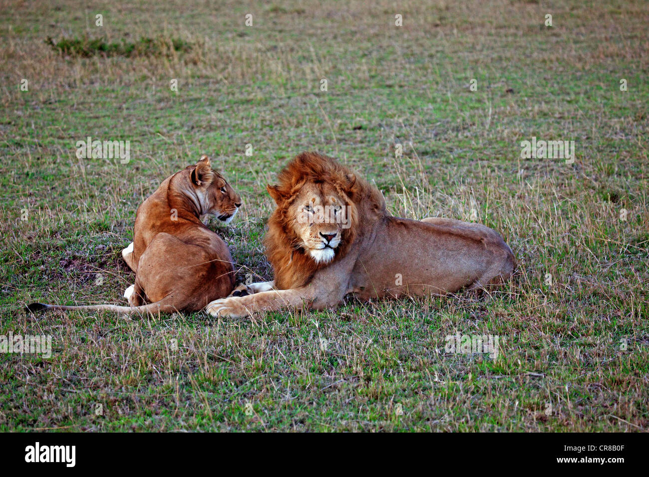 The adventure of the lion's mane hi-res stock photography and images ...