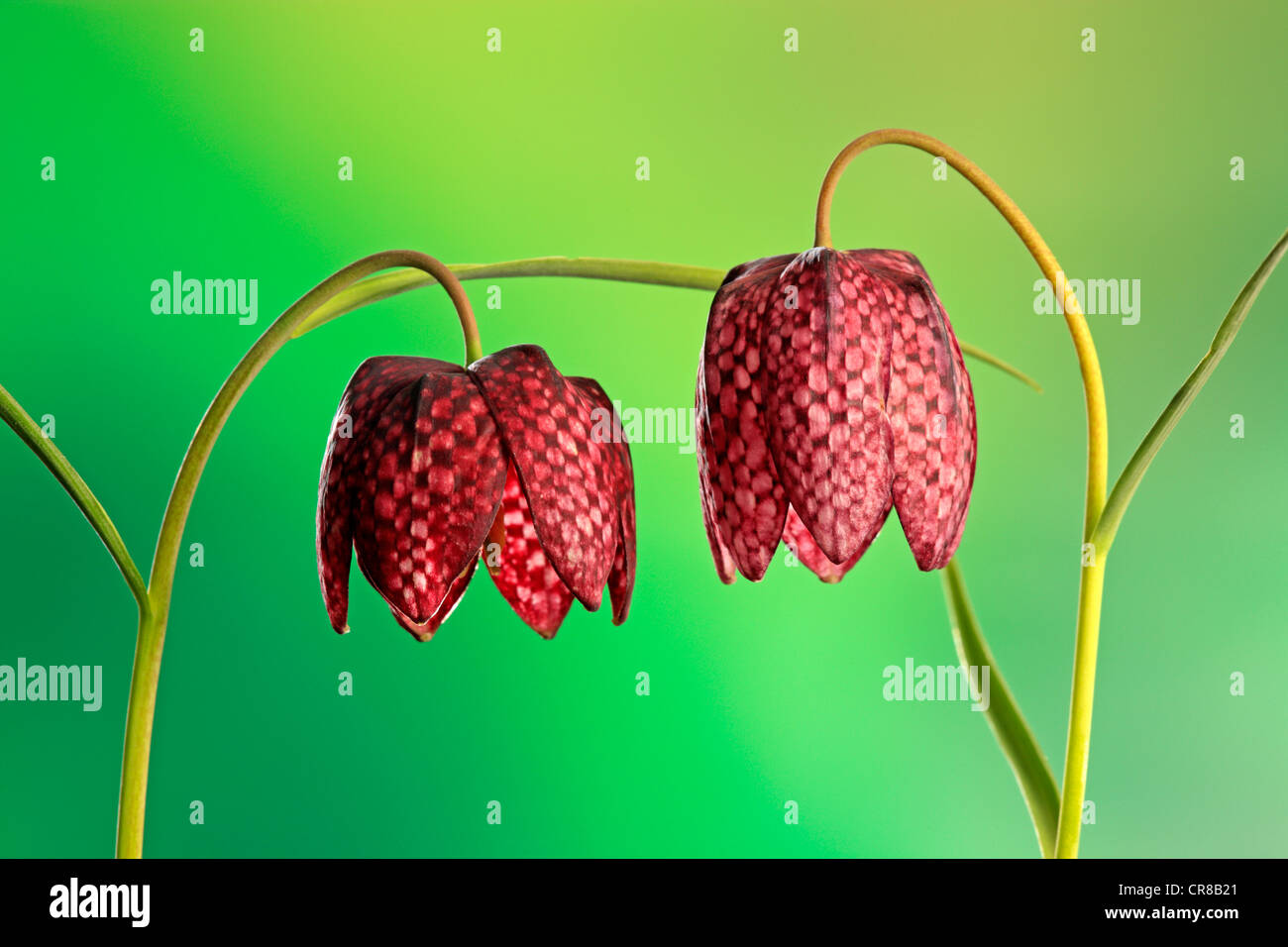 Fritillaria meleagris snakes head fritillary close up chess flower hi ...
