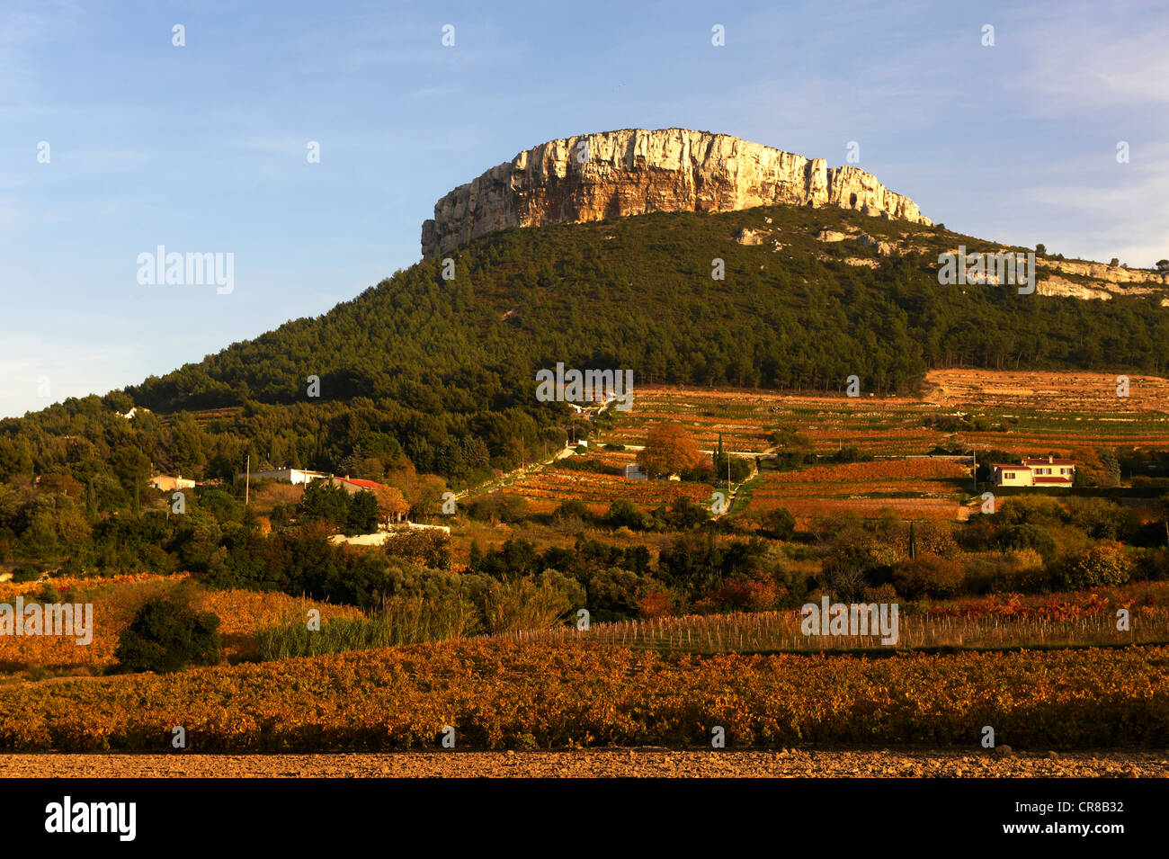 France, Bouches du Rhone, Cassis, the vineyard, Paternel area and La ...