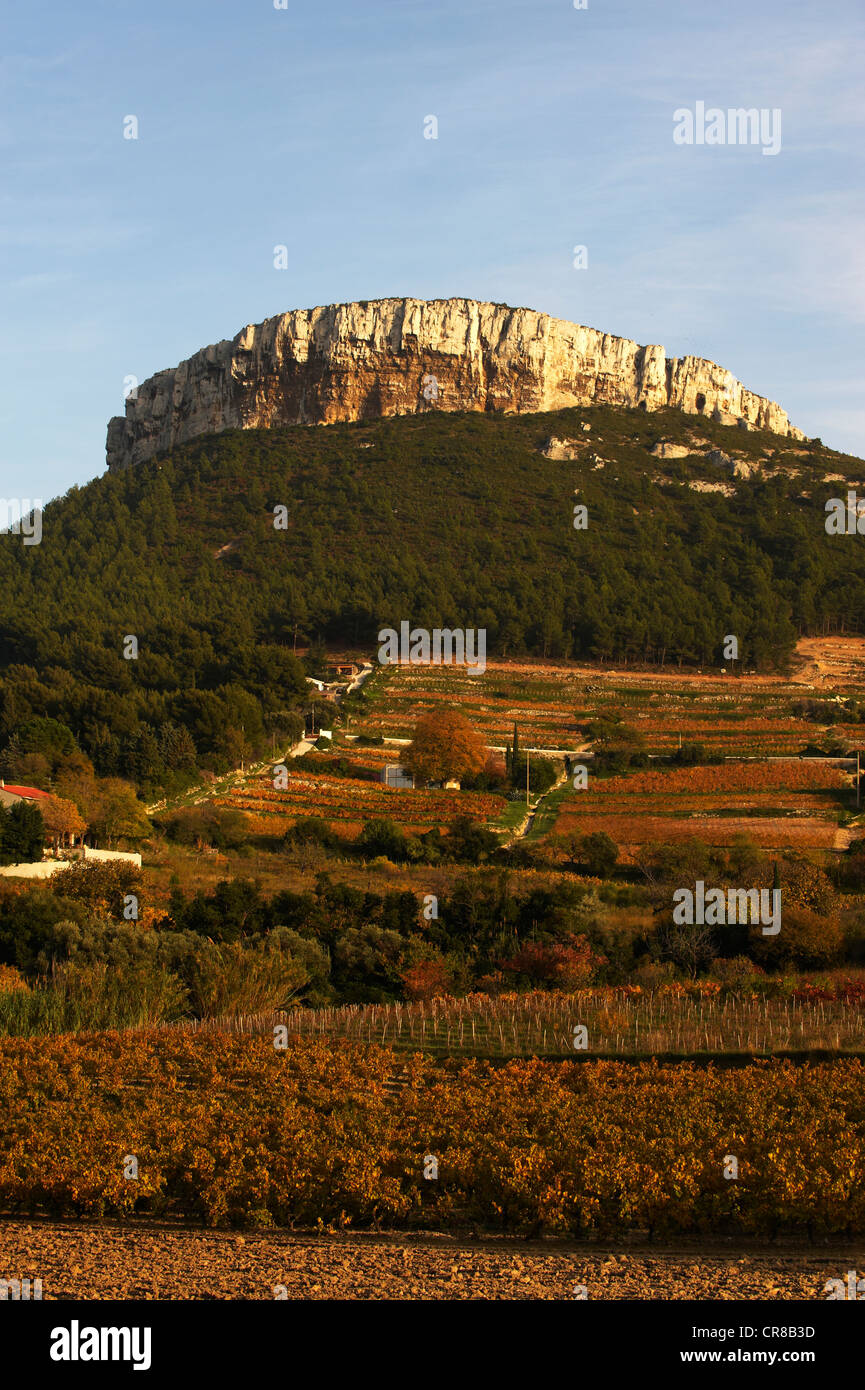 France, Bouches du Rhone, Cassis, the vineyard, Paternel area and La ...