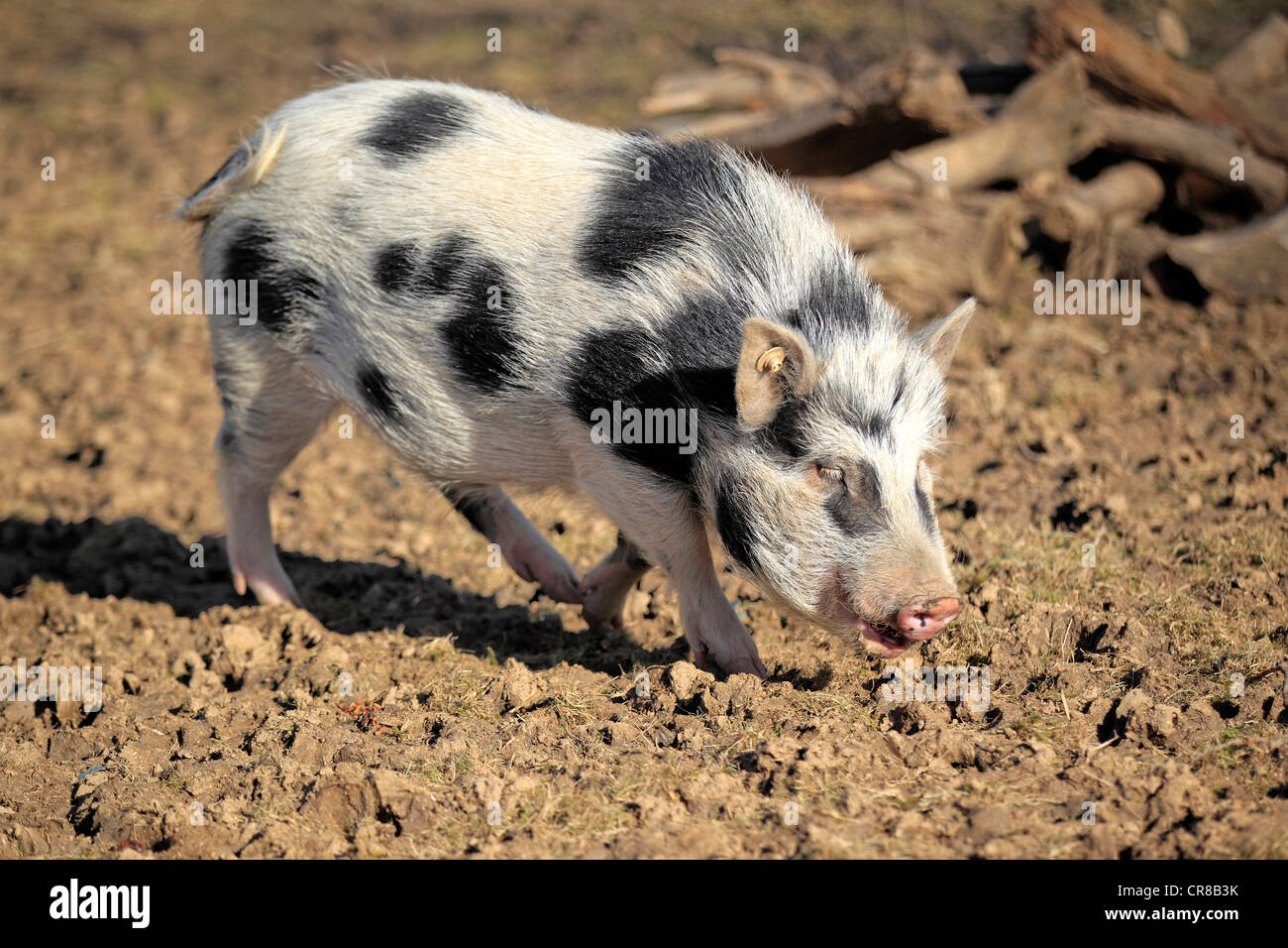 Mini pig (Sus scrofa domestica), male, looking for food Stock Photo - Alamy