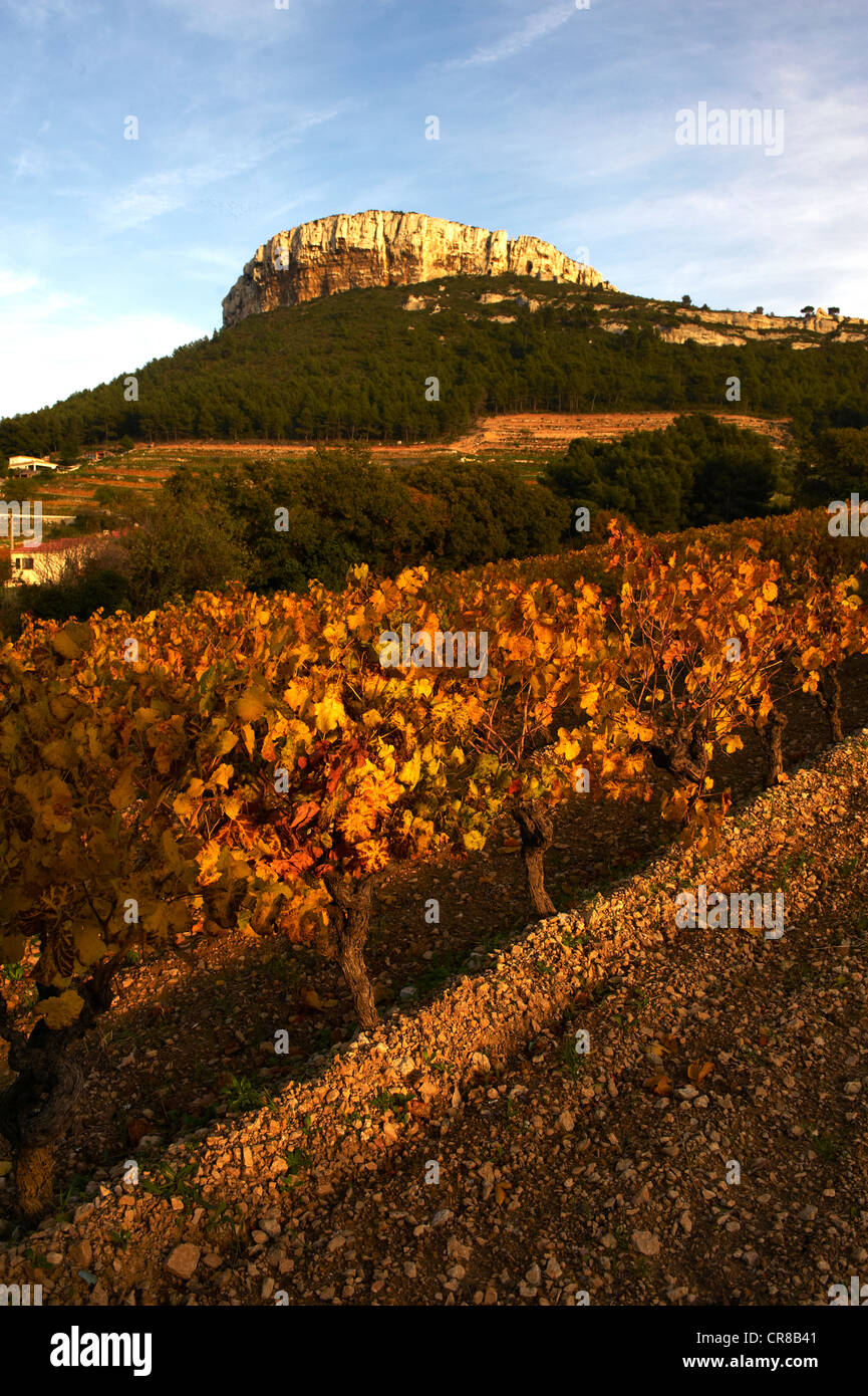 France, Bouches du Rhone, Cassis, the vineyard, Paternel area and La ...