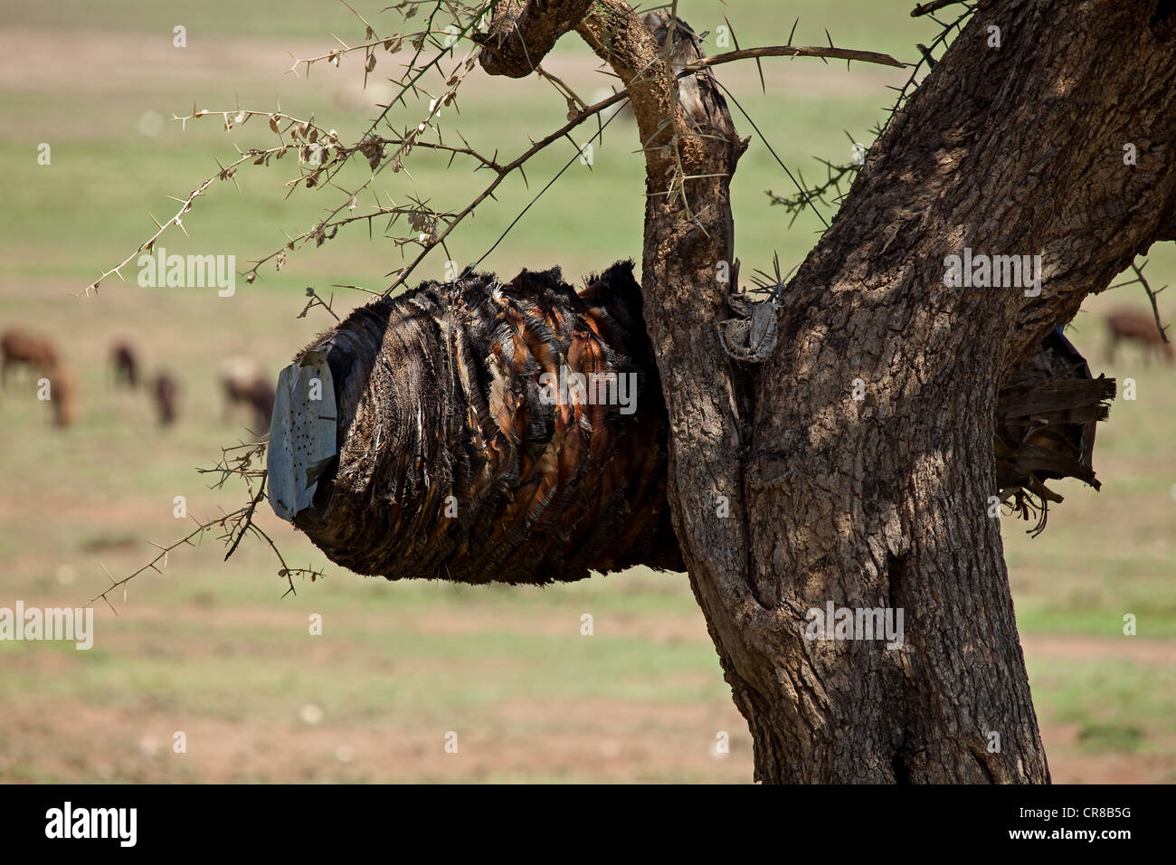 Masai mara plains acacia hi-res stock photography and images - Alamy