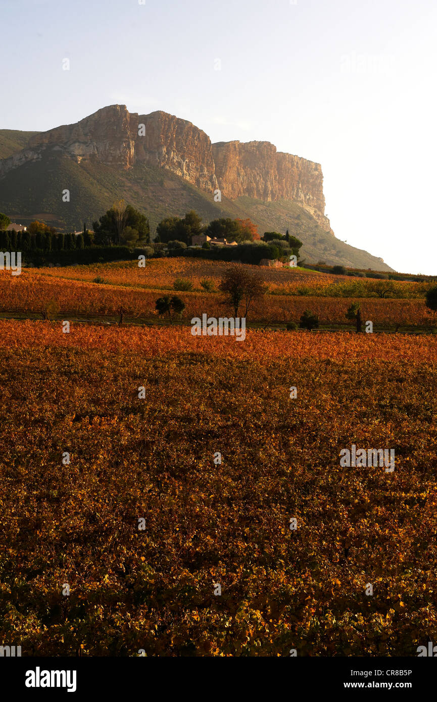 Cassis vineyard hi-res stock photography and images - Alamy