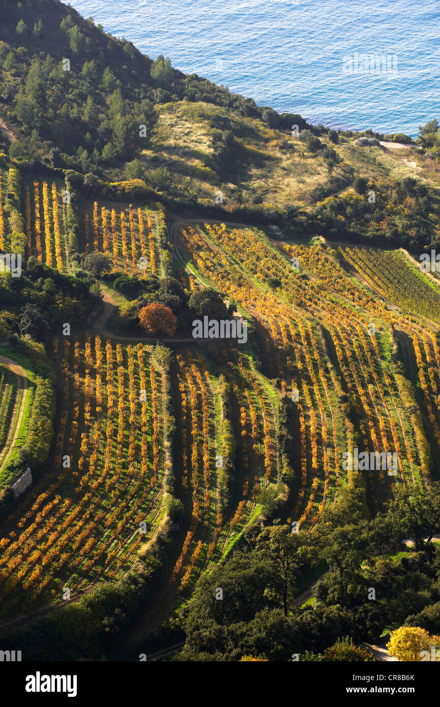 France, Bouches du Rhone, Cassis, the vineyard, St Magdalene area Stock ...