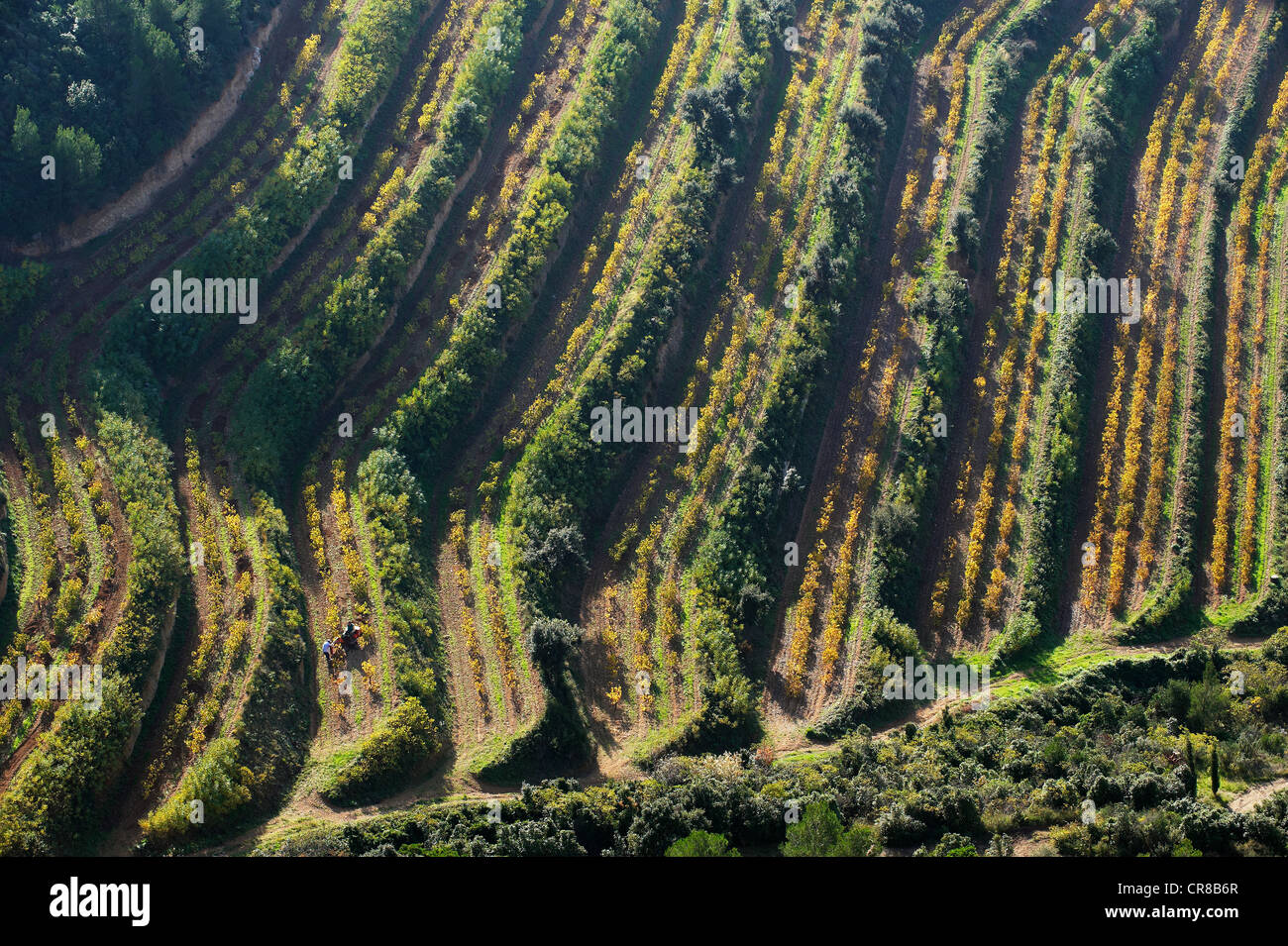 Cassis vineyard hi-res stock photography and images - Alamy