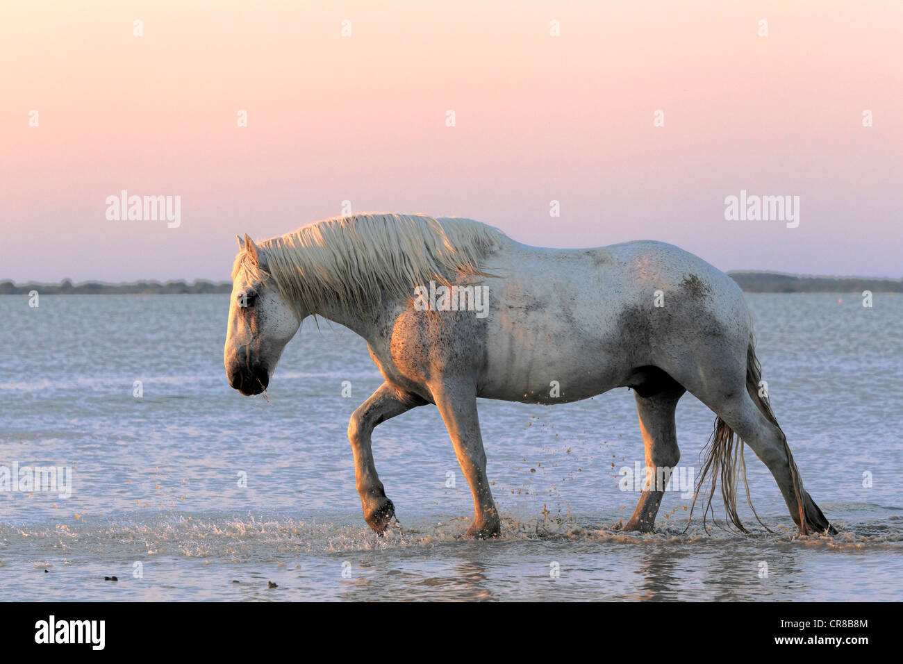 Camargue horse (Equus caballus), water, dusk, Saintes-Marie-de-la-Mer ...