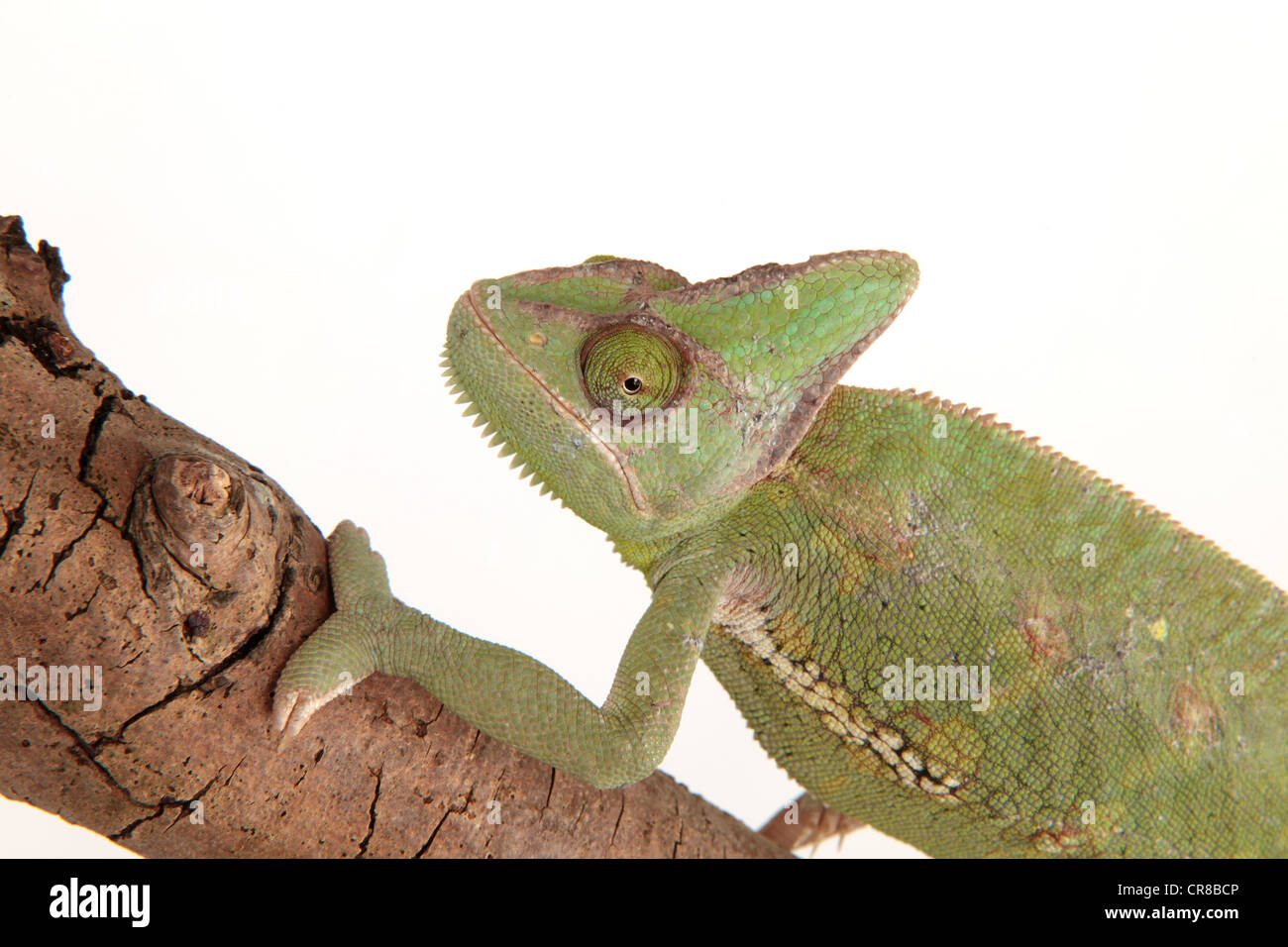 Female Chameleon High Resolution Stock Photography and Images - Alamy