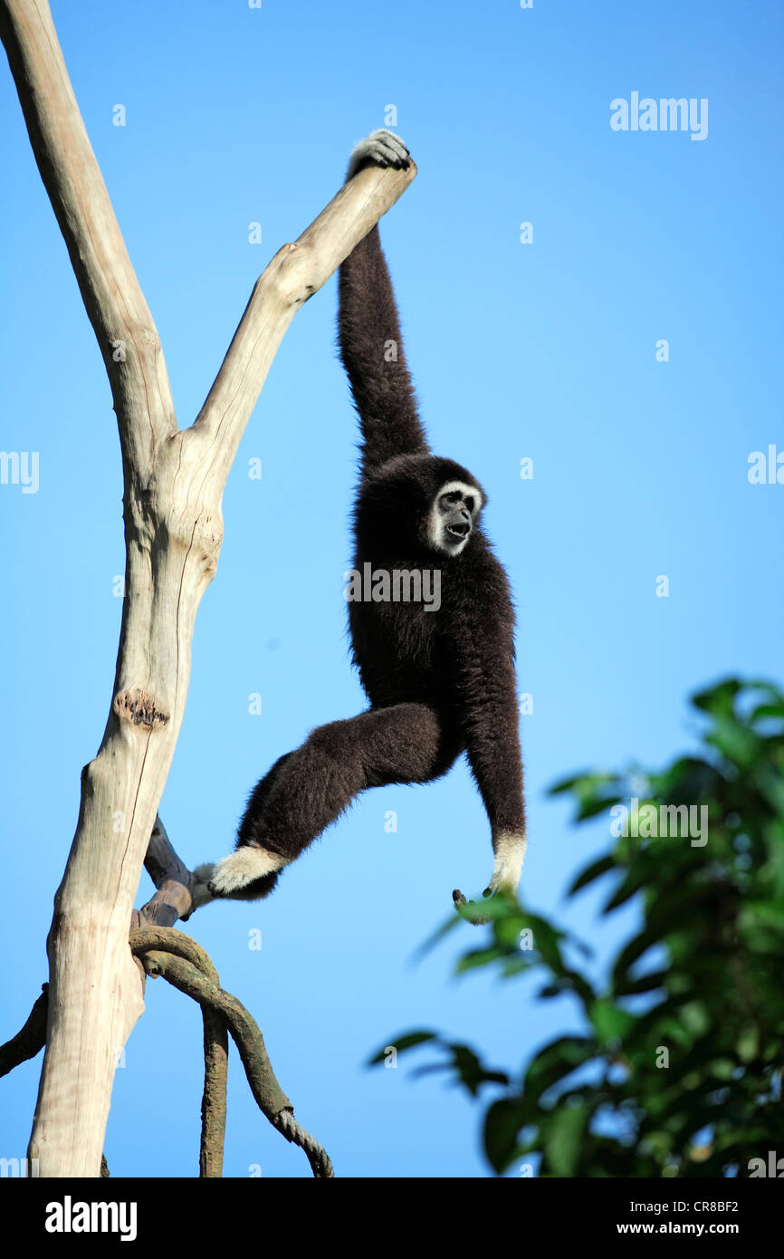 Lar gibbon or White-handed gibbon (Hylobates lar), adult on tree ...