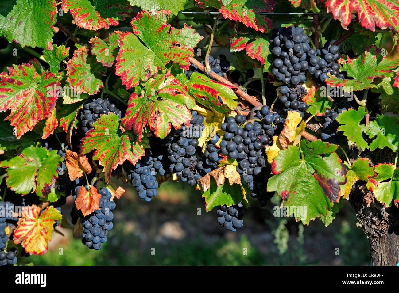 Grapevine (Vitis vinifera), grapes, Pfalz, Palatinate, Germany, Europe ...
