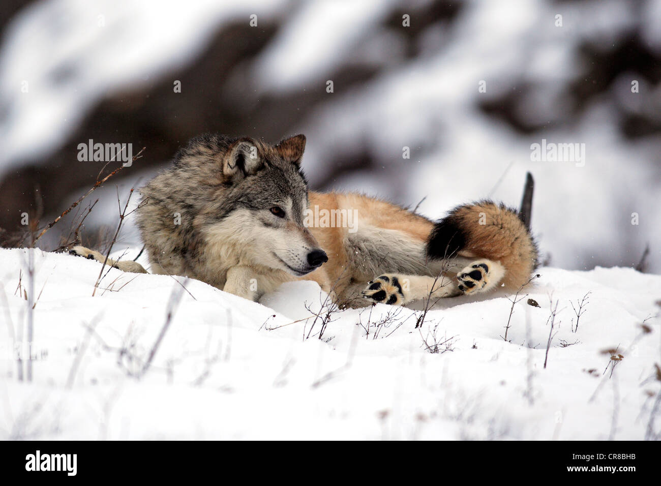 North american timber wolves hi-res stock photography and images - Alamy