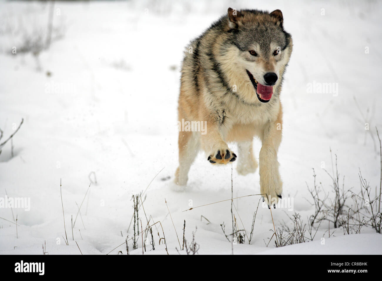 Jumping wolf hi-res stock photography and images - Alamy