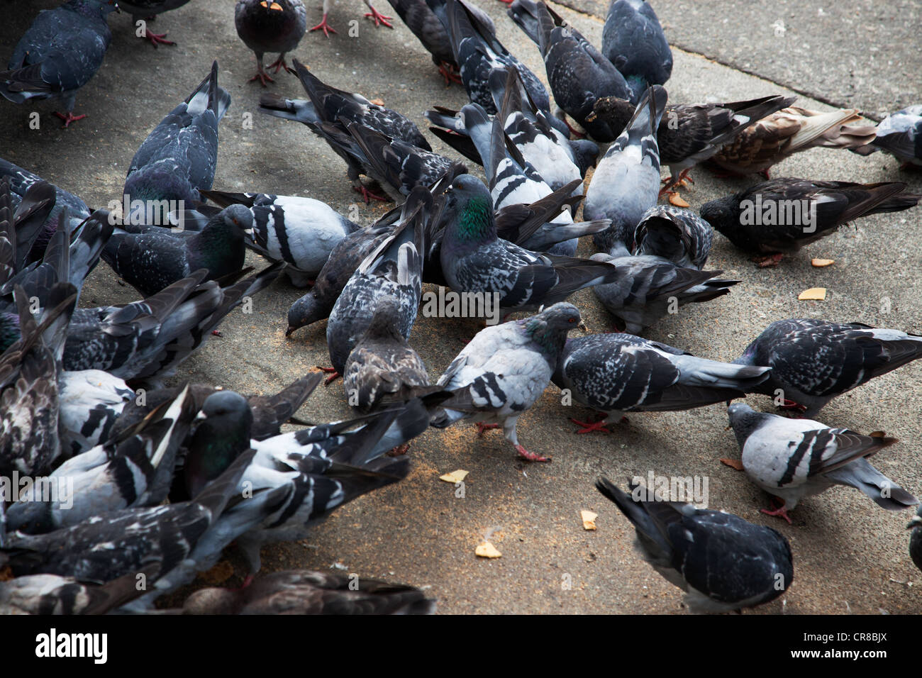Pigeons gathering hi-res stock photography and images - Alamy