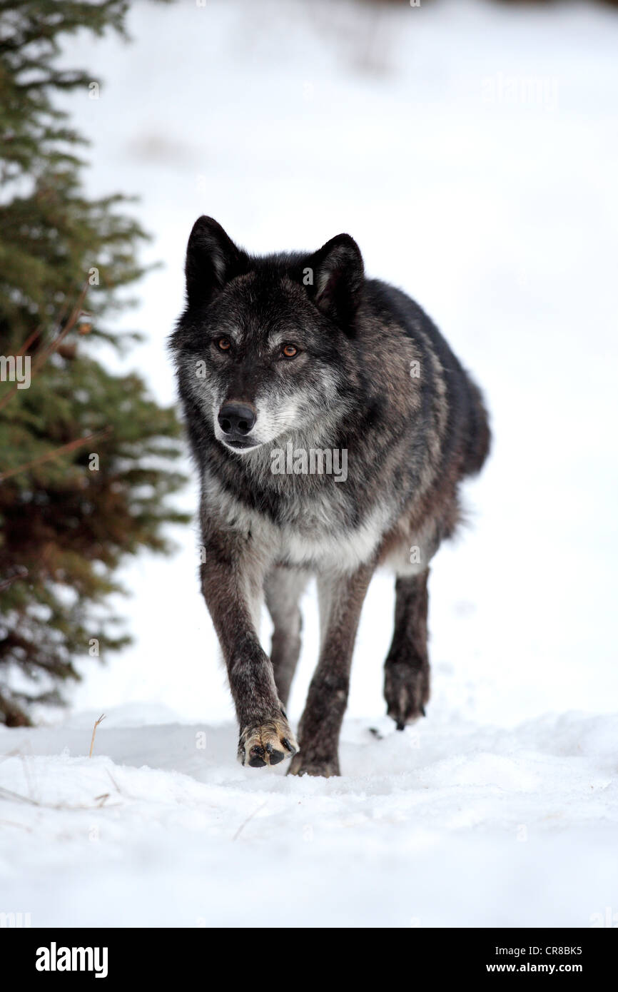 Black timber wolf hi-res stock photography and images - Alamy