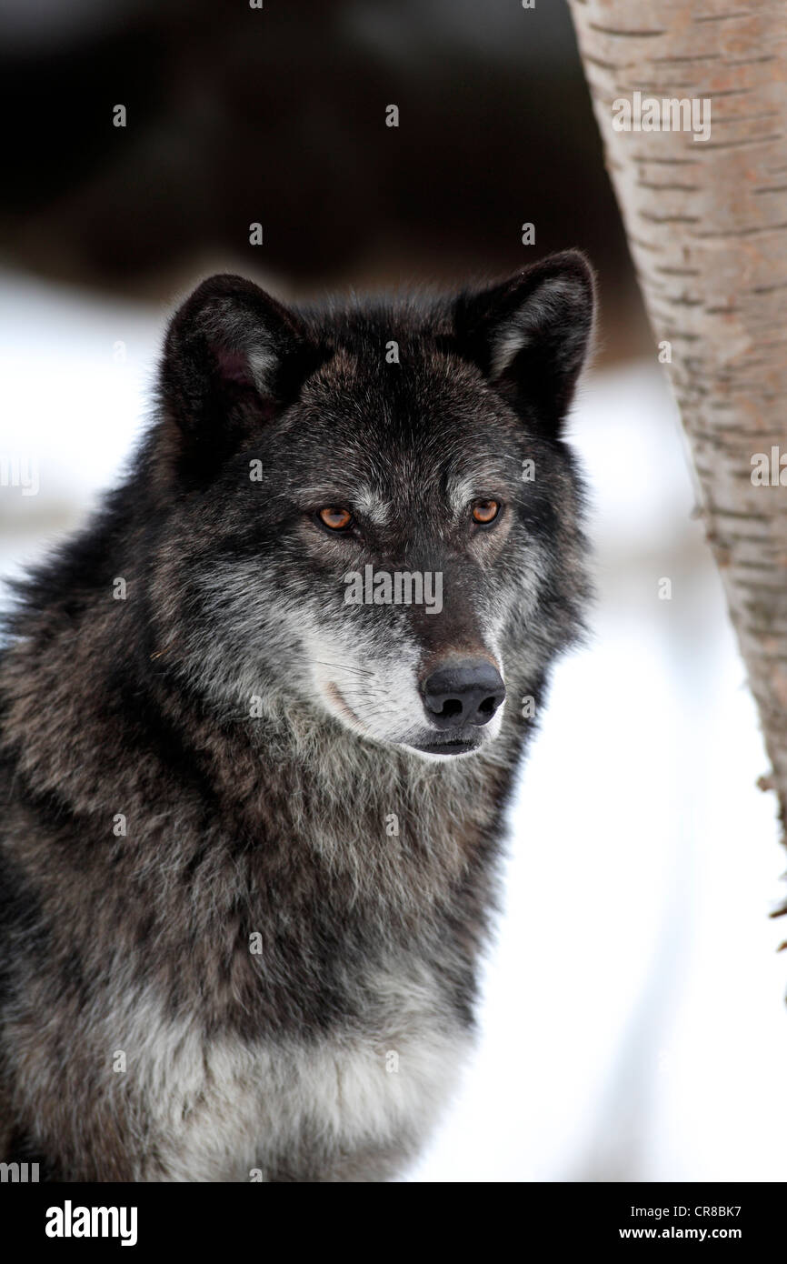 Black wolf hi-res stock photography and images - Alamy