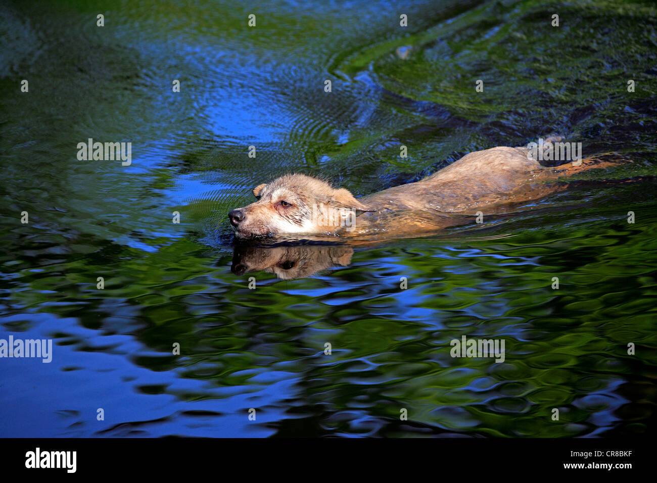 Wolf (Canis lupus), young, swimming in the water, Minnesota, USA, North ...