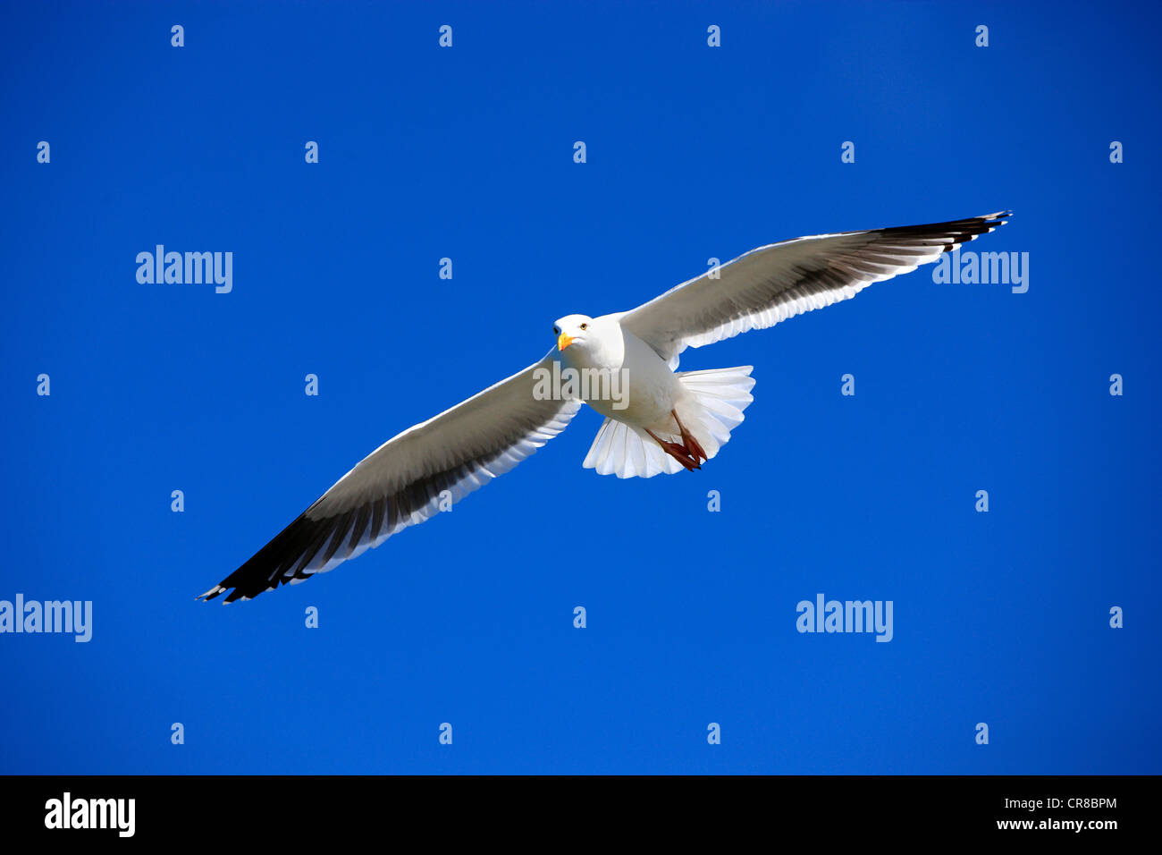 Western gulls occidentalis hi-res stock photography and images - Alamy