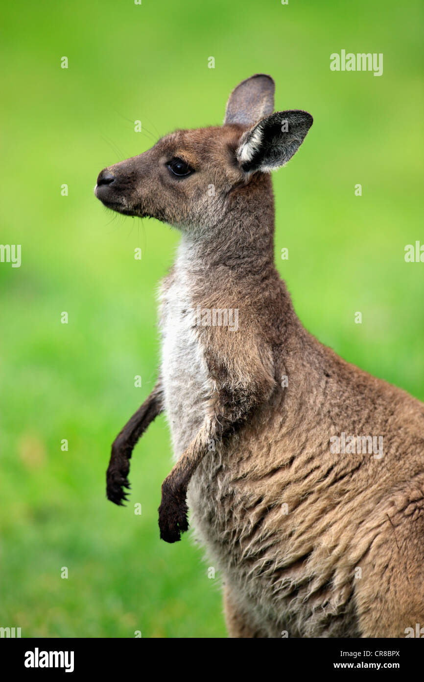 Grey kangaroo display hi-res stock photography and images - Alamy