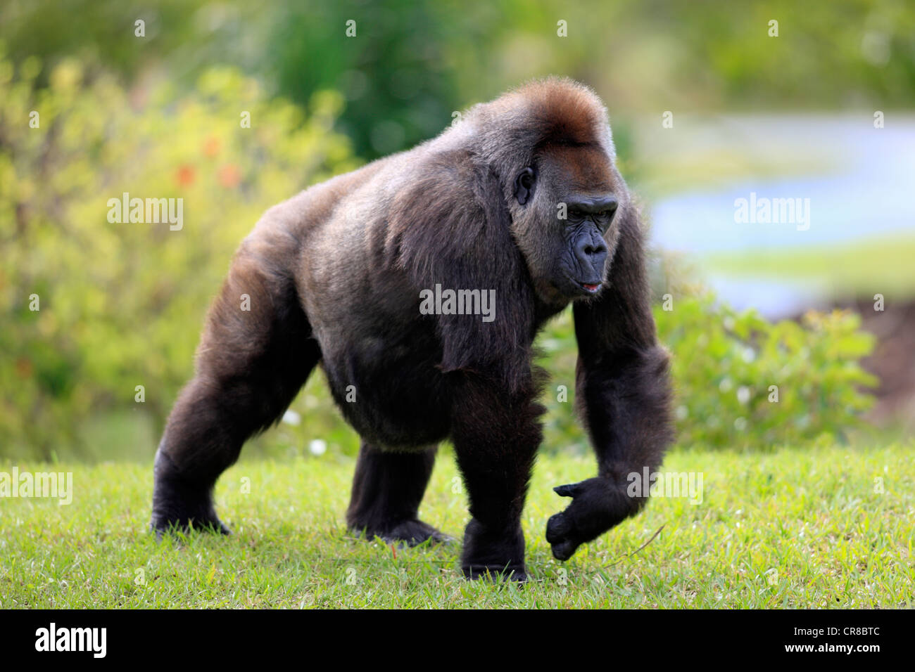 Western Lowland Gorilla (Gorilla gorilla), adult, female, captive ...