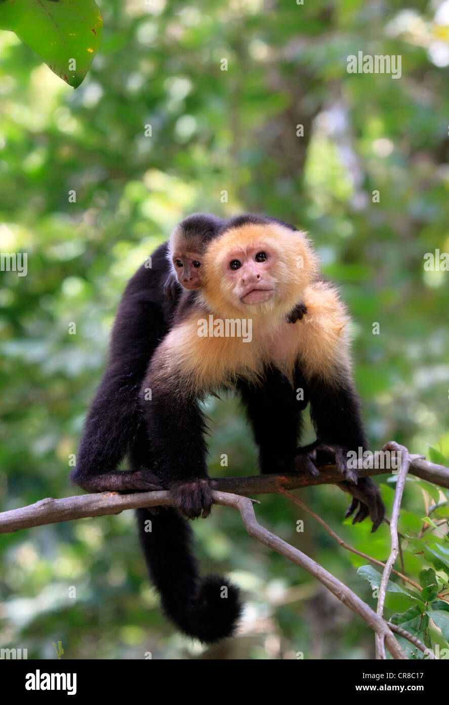 White-headed capuchin, White-faced capuchin or White-throated capuchin ...