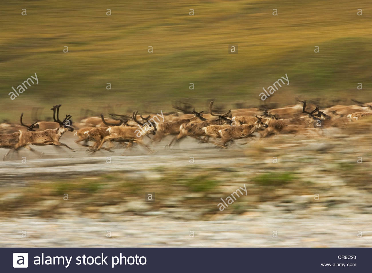 Caribou Herd Stock Photos & Caribou Herd Stock Images - Alamy