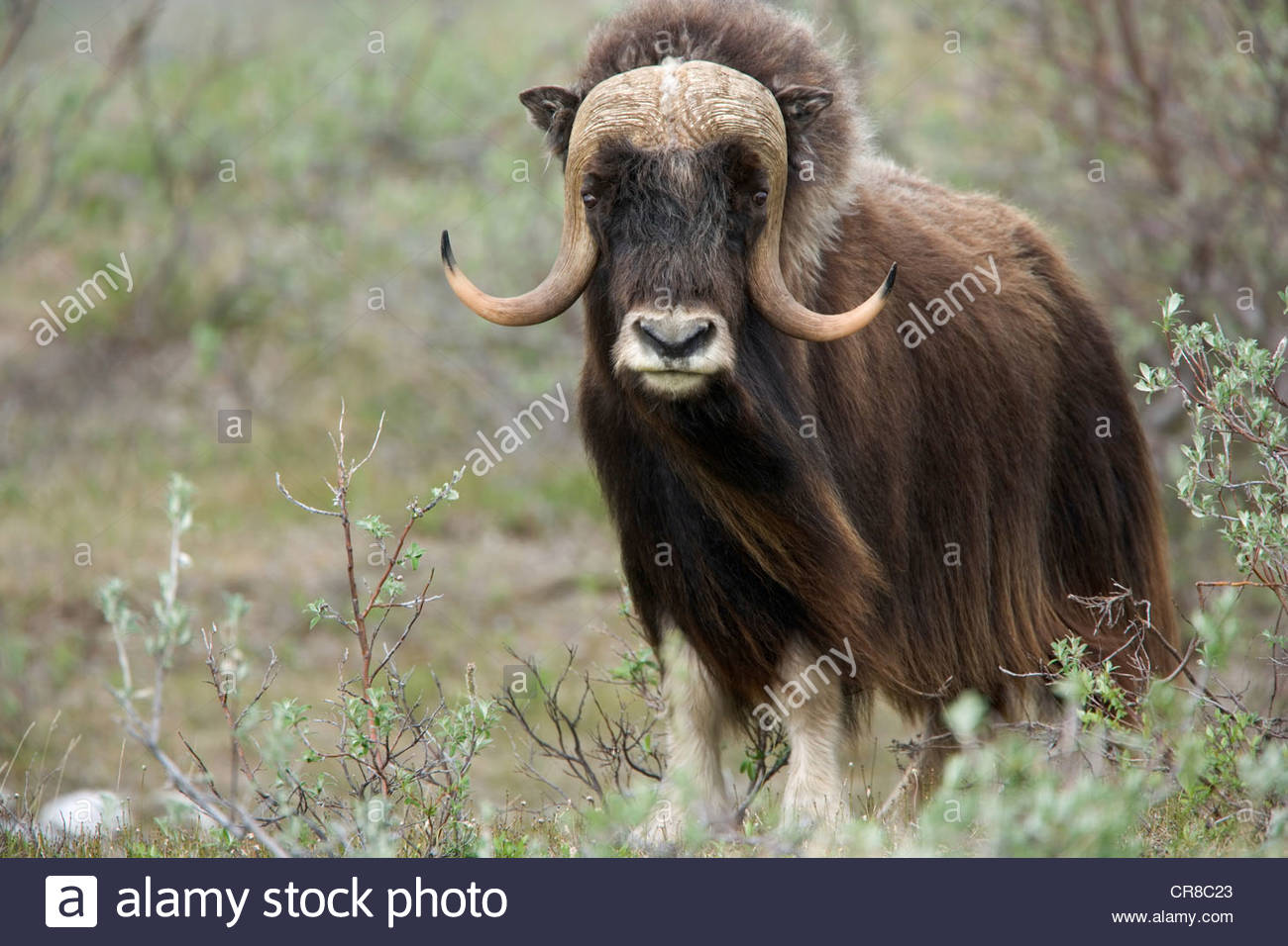 Musk Ox Stock Photos & Musk Ox Stock Images - Alamy