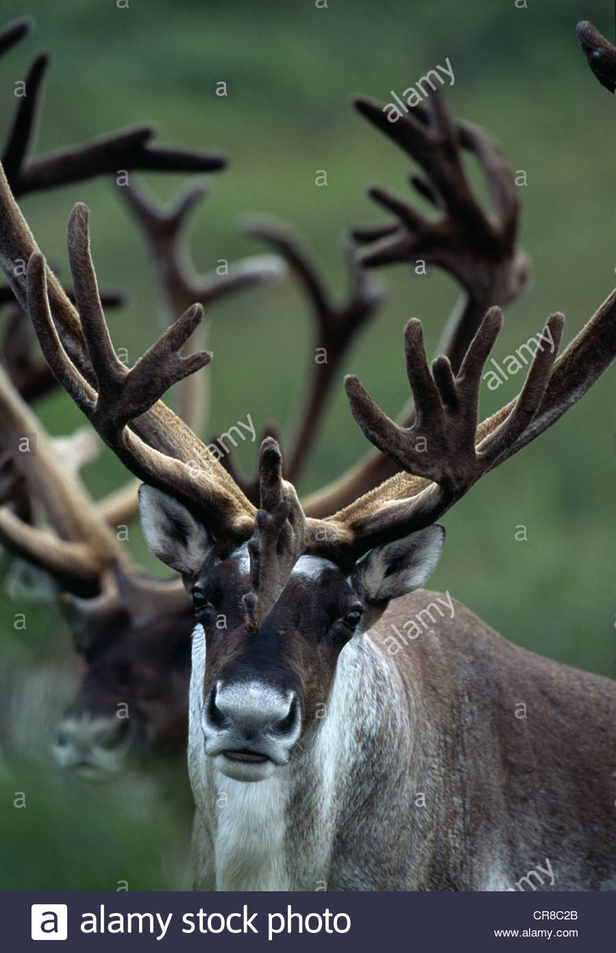 Caribou Antler Stock Photos & Caribou Antler Stock Images - Alamy