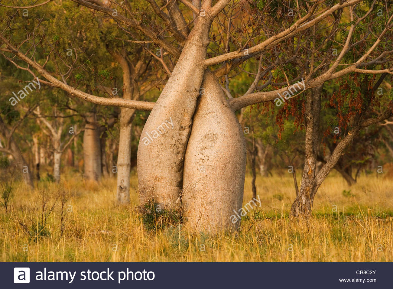 Boab or Australian baobab, Kimberley, Western Australia Stock Photo ...