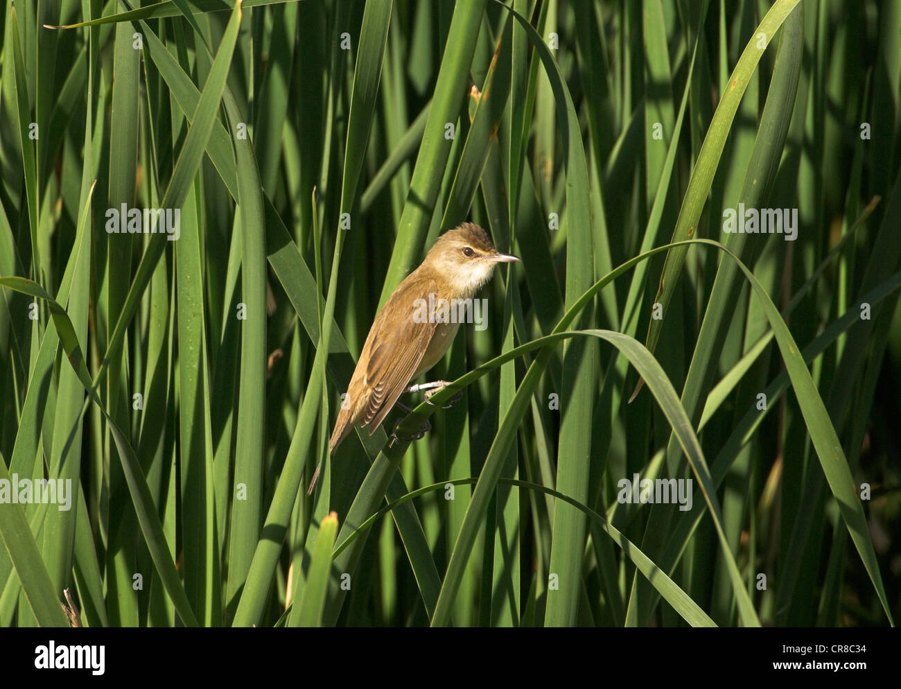 Great Reed Warbler Acrocephalus arundinaceus singing in reed bed Spain ...